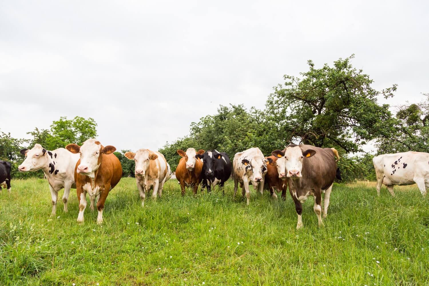 Une filière agricole responsable - Alsace Lait