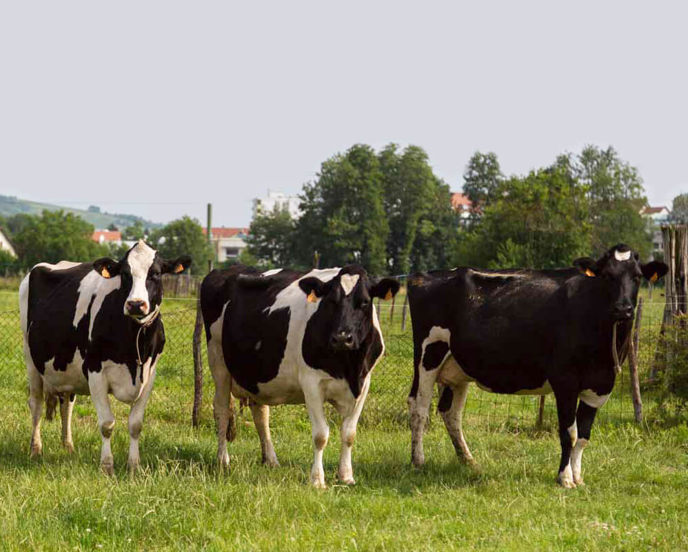 Véronique, éleveuse de vaches laitières - Alsace Lait